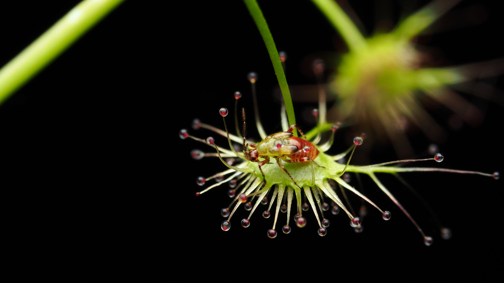 sundew bugs from Royal Nat'l Park NSW 2232, Australia on August 12 ...
