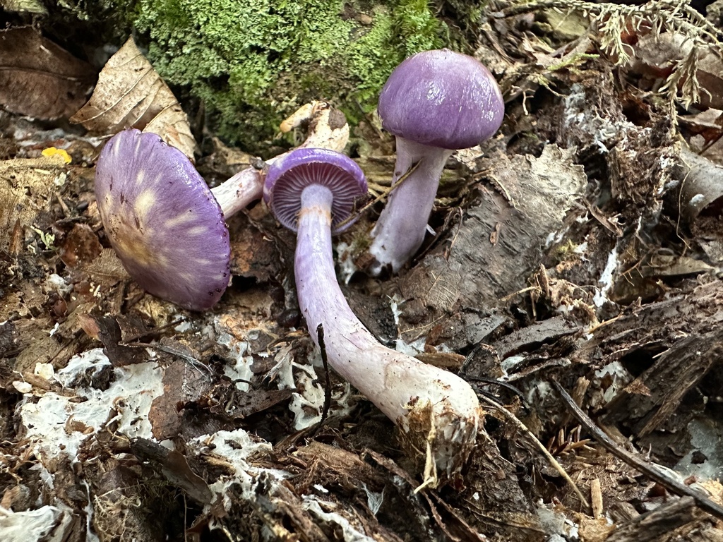 Viscid Violet Cort from Monongahela National Forest, Hambleton, WV, US ...