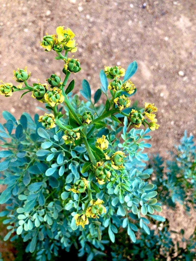 Fringed Rue by Jacky Judas · iNaturalist
