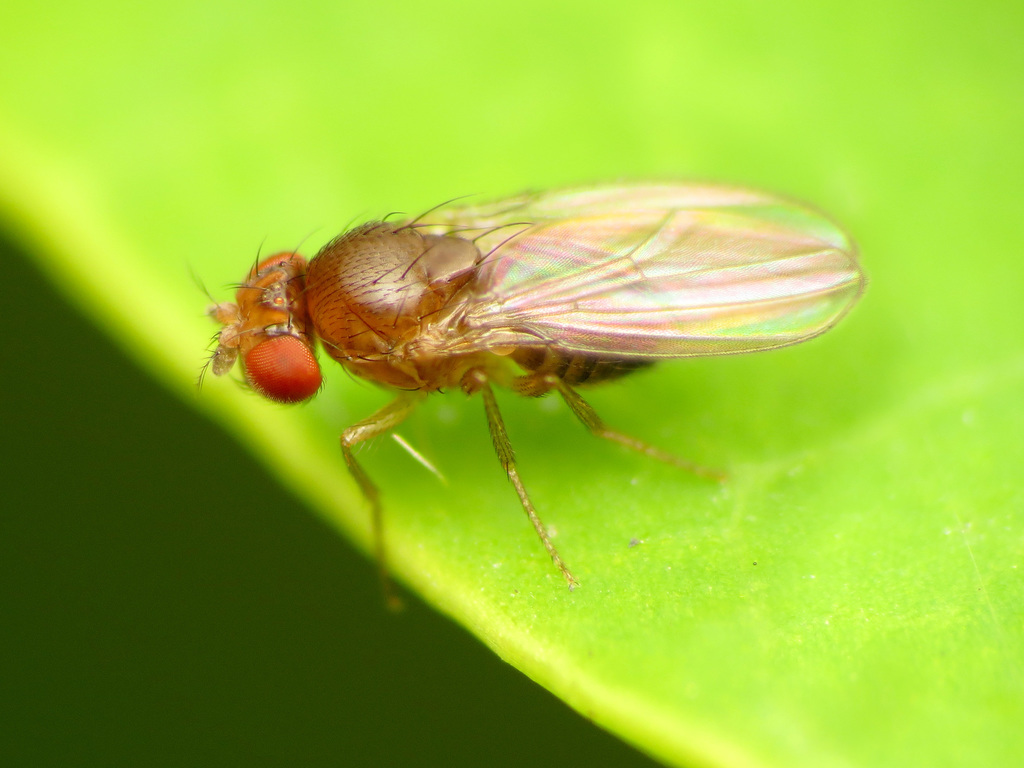 Small Fruit Flies in January 2019 by Katja Schulz · iNaturalist