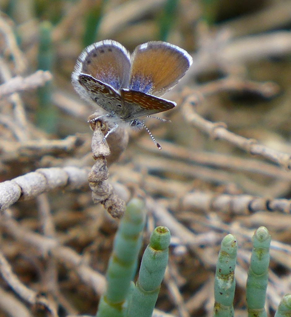 Western Pygmy-Blue from Moss Landing on March 03, 2016 at 12:08 PM by ...