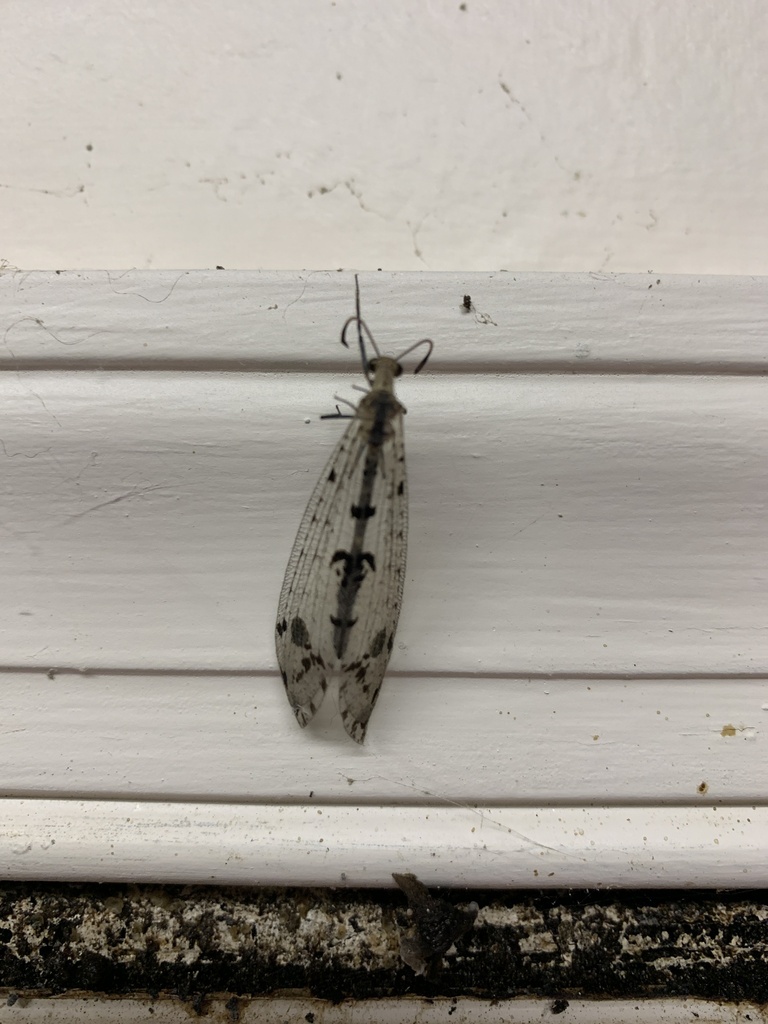 Eastern Spotted-winged Antlion from Brookeville, MD, US on August 12 ...