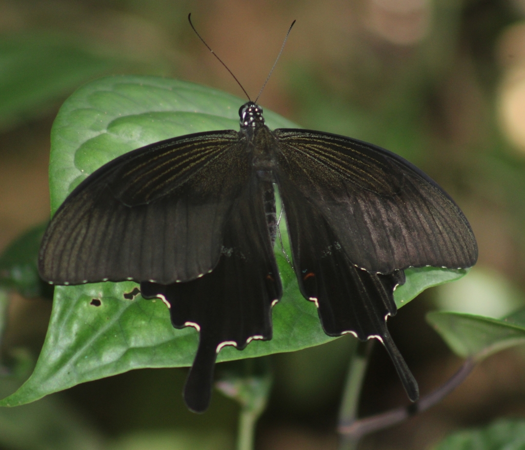 Large-spotted Helen from Konalu on August 12, 2023 at 05:36 PM by ...