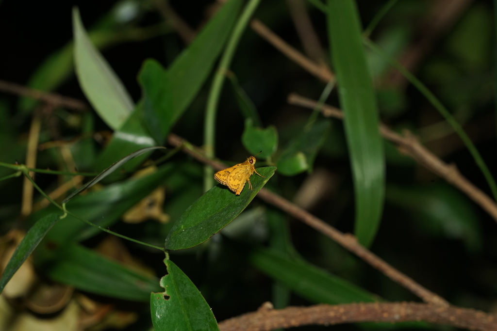 Lesser Dart from Lim Chu Kang, Singapore on August 12, 2023 at 02:36 PM ...