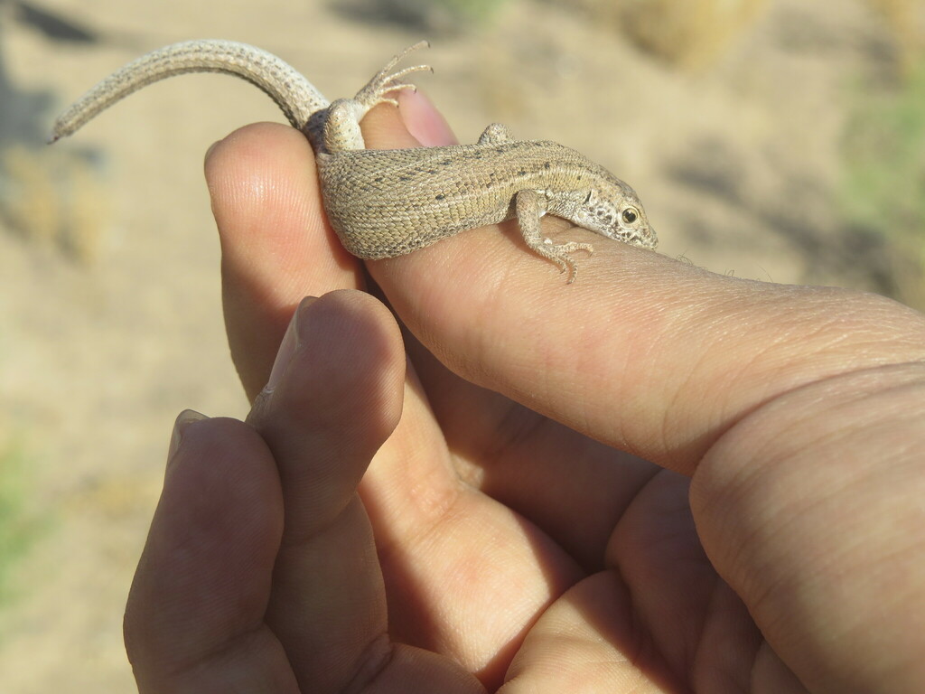 Snake-eyed Lizard from Eshtehard, Alborz Province, Iran on August 29 ...