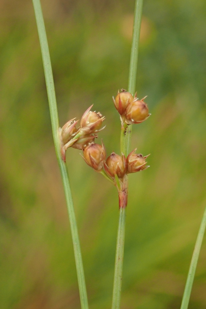 Thread Rush from Storuman, SE-VB, SE on August 12, 2023 at 01:03 PM by ...