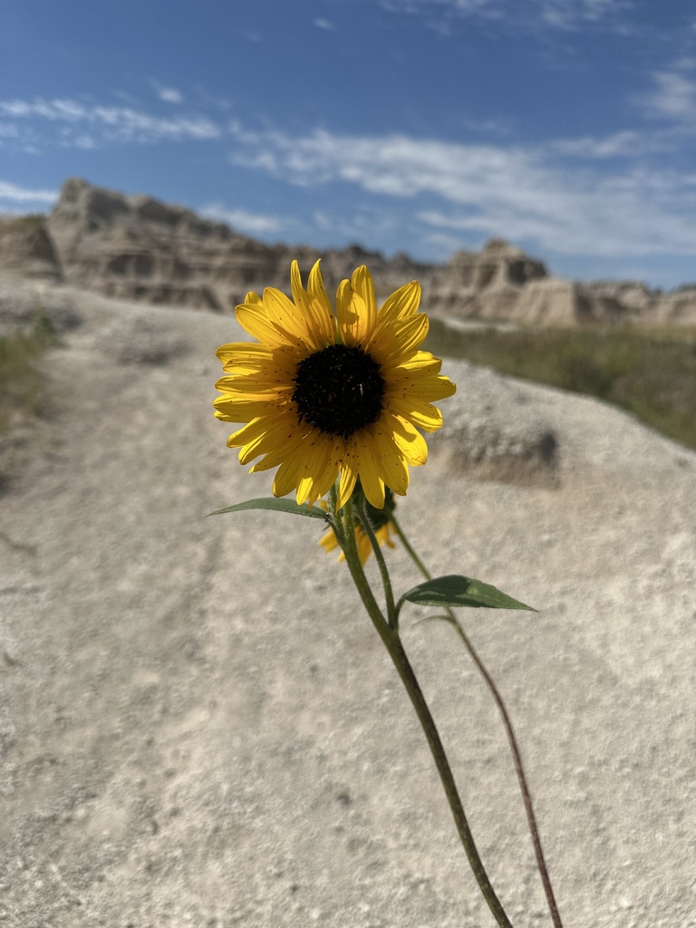 sunflowers from Badlands National Park, Long Valley, SD, US on August ...