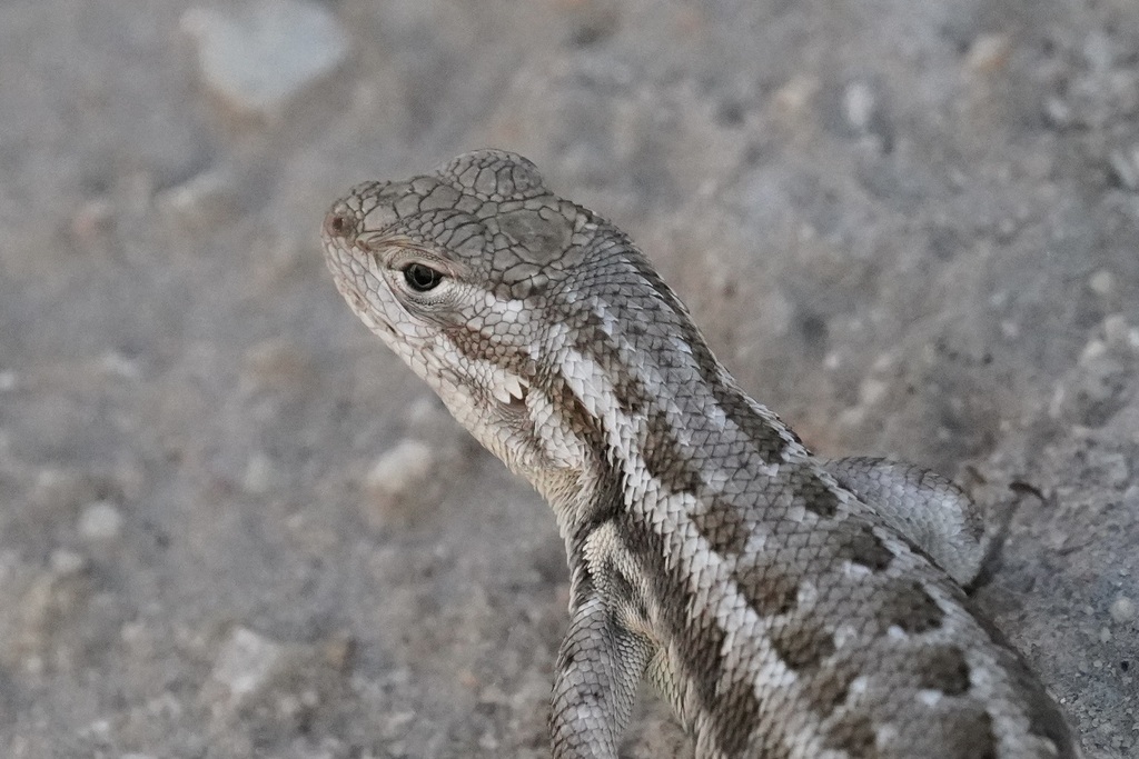Common Sagebrush Lizard from Pocatello, ID, USA on August 12, 2023 at ...
