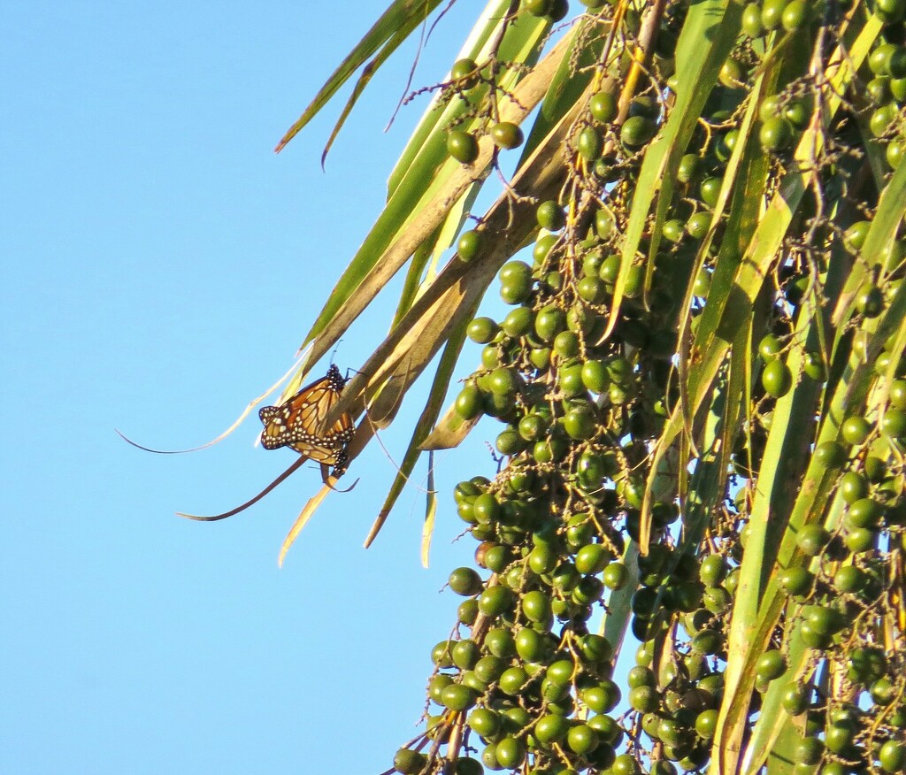 Southern Monarch from Karandayty, Paraguay on August 1, 2018 at 01:25 ...