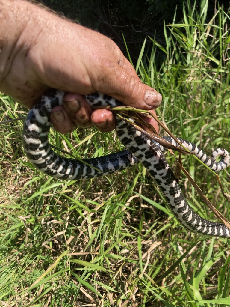 Eastern Mudsnake from Folkston, GA, US on August 12, 2023 at 11:46 AM ...