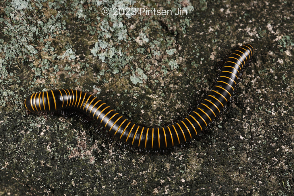 Spirobolus from 浙江省宁波市镇海区横溪村 邮政编码: 315311 on August 12, 2023 at 10:17 ...