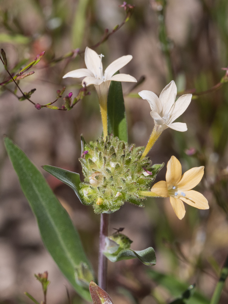 grand collomia from Alpine County, CA, USA on August 9, 2023 at 02:05 ...