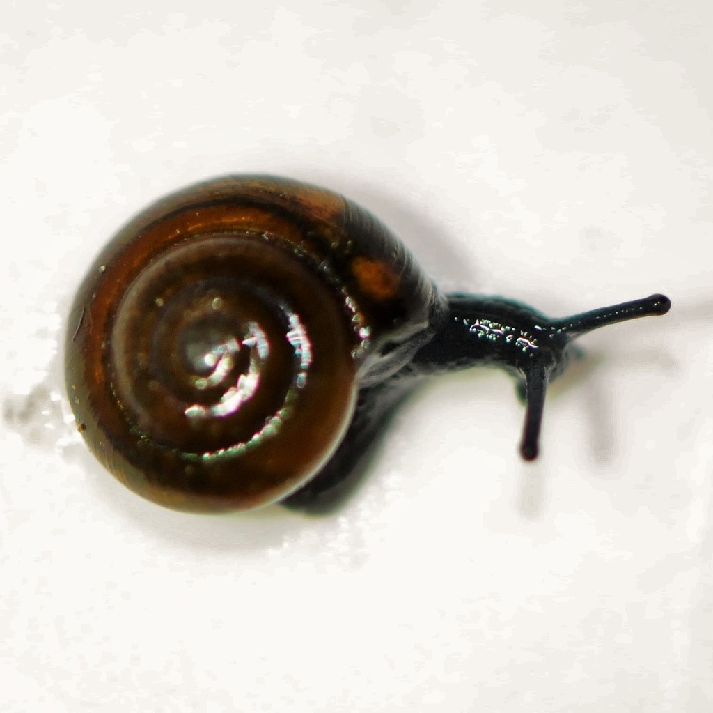 Black Gloss Snail (Molluscs of Sliacske travertiny) · BioDiversity4All