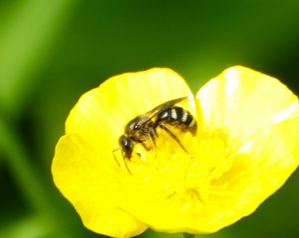 White-banded Sweat Bee from Concord, Vaughan, ON L4K, Canada on August ...