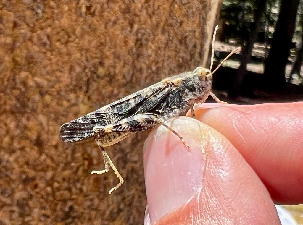 Dancing Grasshopper from Yosemite National Park, Groveland, CA, US on ...