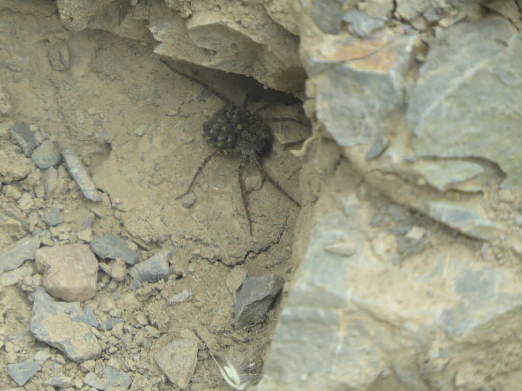 Wolf Spiders from Āroo, Tehran Province, Iran on July 4, 2017 at 06:32 ...