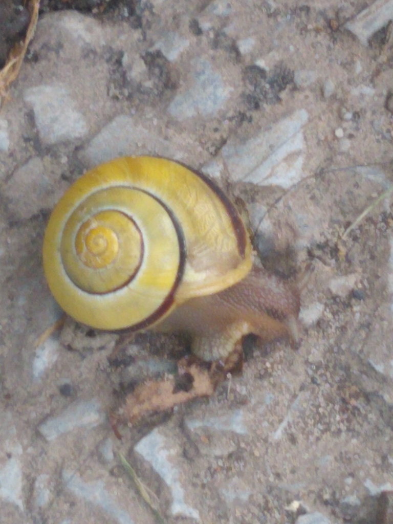 Brown-lipped Snail from Dollard-Des Ormeaux, QC H9B 2G5, Canada on ...