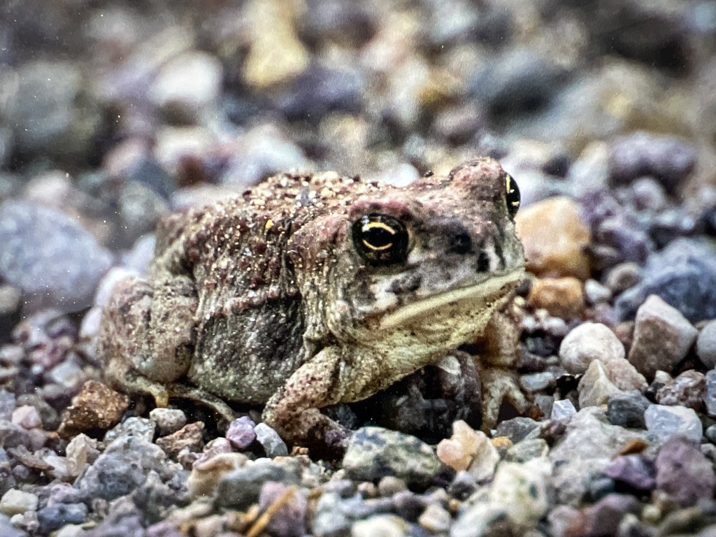 North American Toads from Enterprise, UT, US on August 12, 2023 at 11: ...