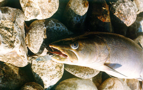 Siberian Taimen (Hucho taimen) - Marine Life Identification