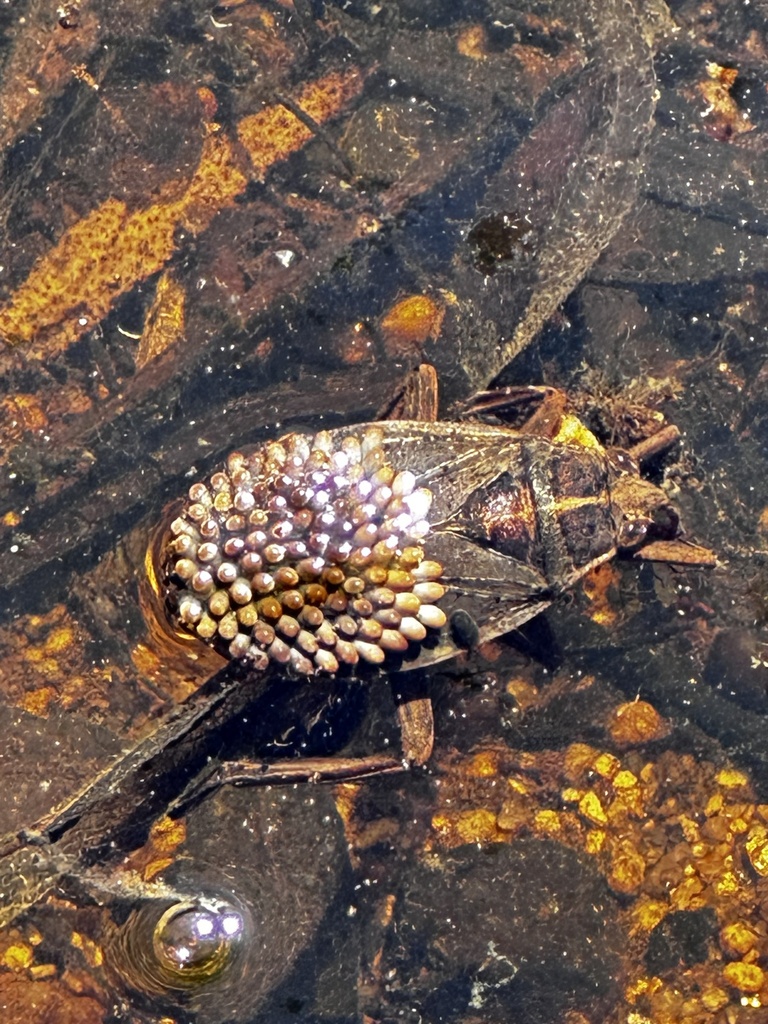 Giant Water Bugs from Coronado National Forest, Tucson, AZ, US on ...
