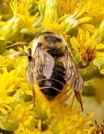 broad-handed leafcutter bee in August 2023 by earl woolsey · iNaturalist