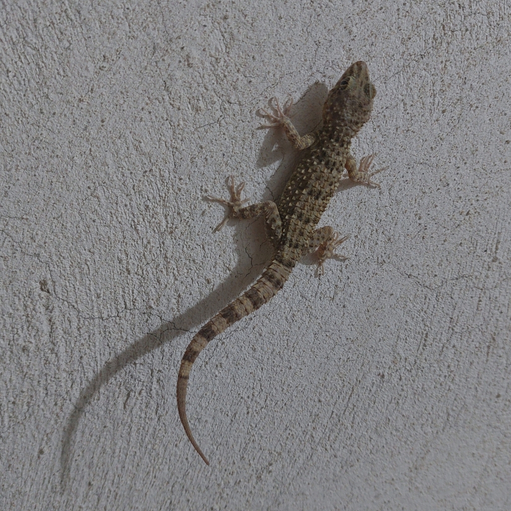 Caspian Bent-toed Gecko from Khomeynishahr, IR-ES, IR on August 12 ...