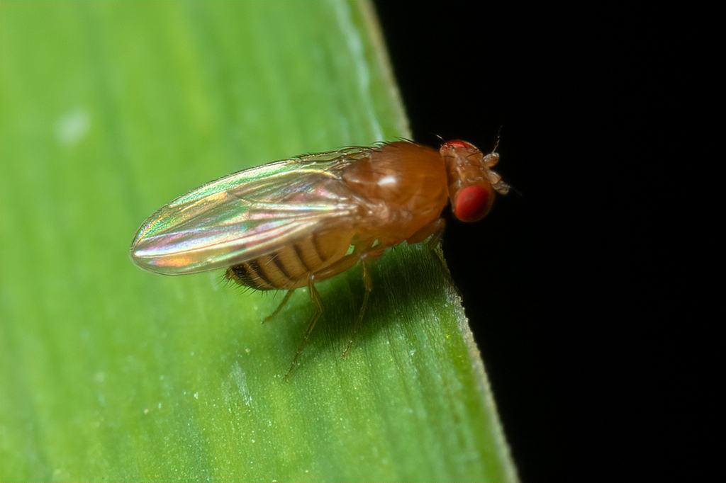 Drosophila melanogaster from Weber County, UT, USA on August 12, 2023 ...