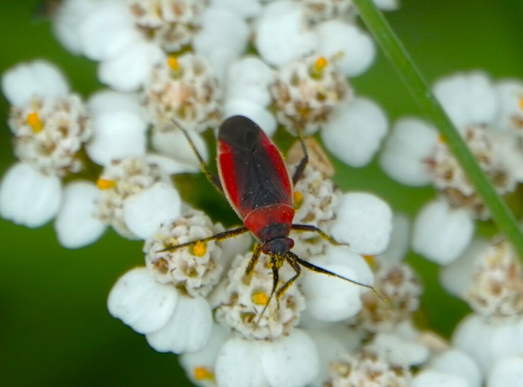 Lopidea instabilis from Concord, Vaughan, ON L4K, Canada on August 10 ...