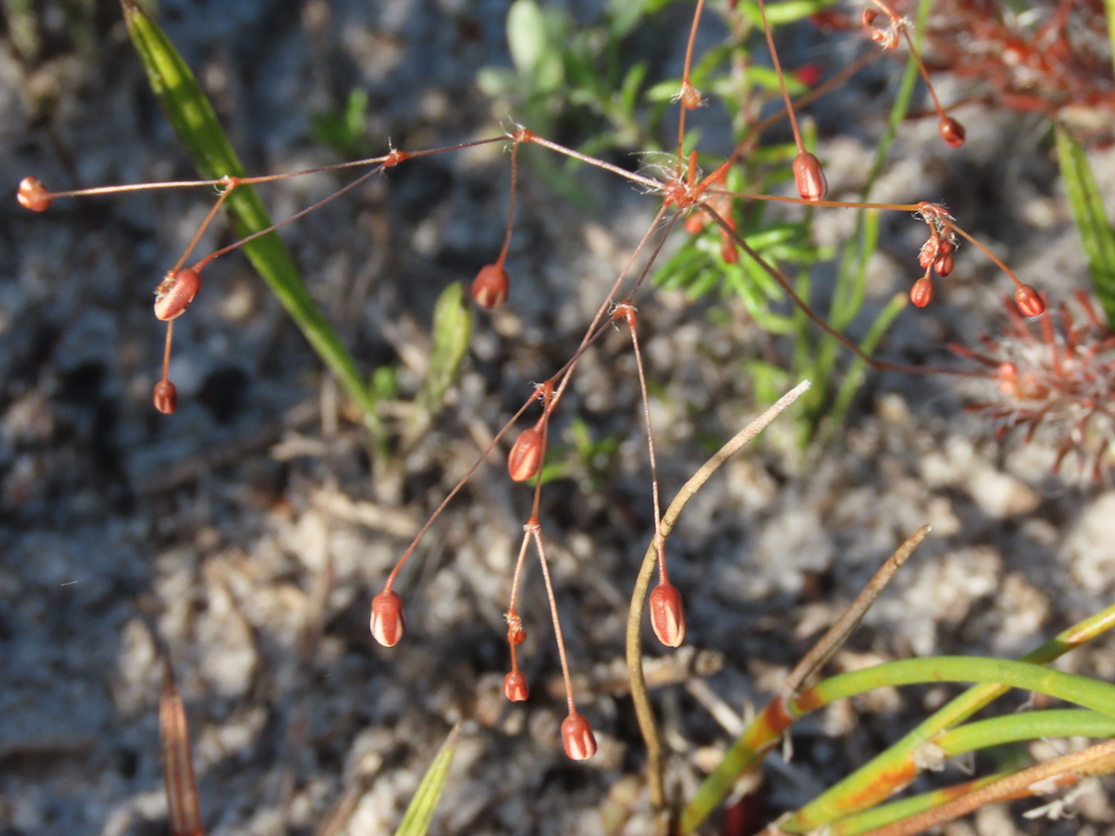 Tall Spookasem from Black Hill Area on August 11, 2023 at 09:53 AM by ...