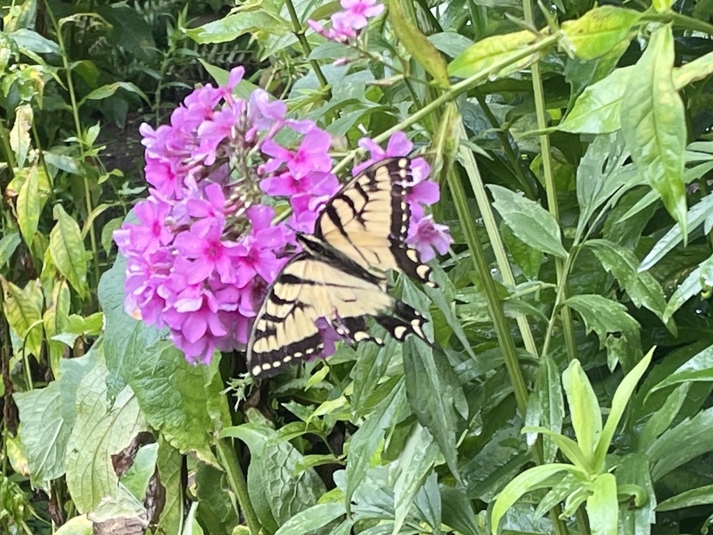 Tiger Swallowtails and Allies from Maple Cres, Peterborough, ON, CA on ...
