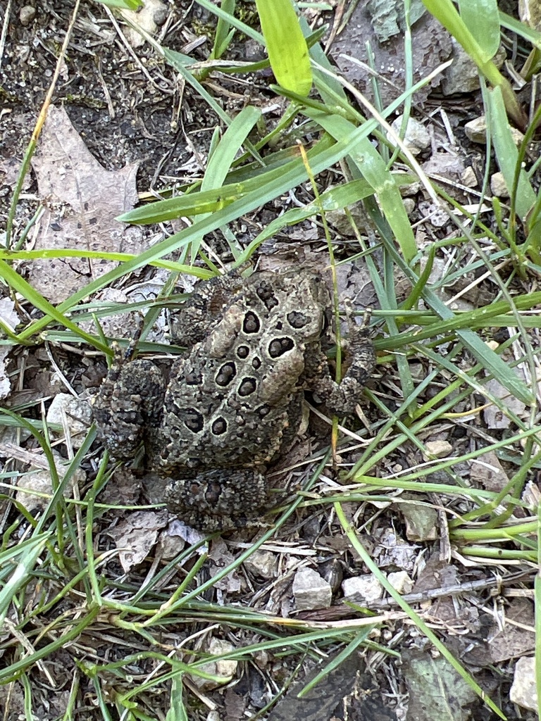 American Toad from Fort Snelling State Park, Saint Paul, MN, US on ...