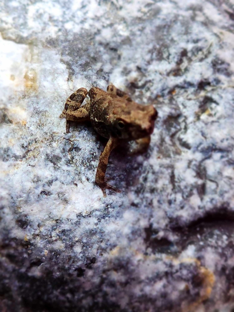 Marbled Toad from 48989 Jalisco, Mexico on August 12, 2023 by Elise ...