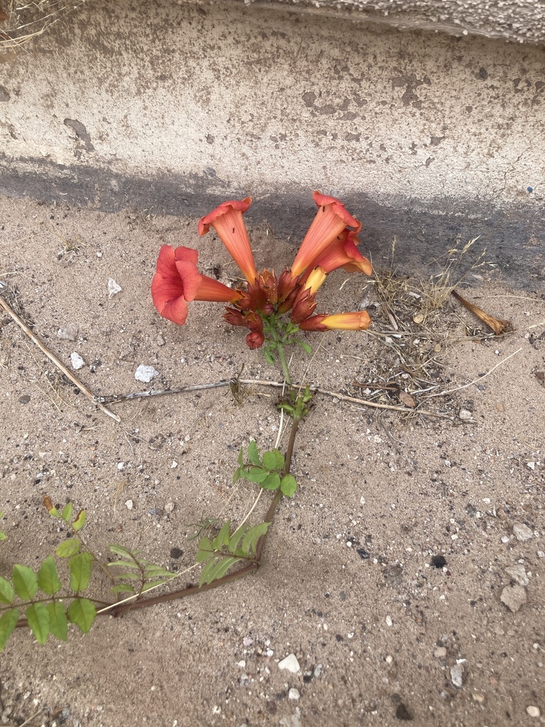 American trumpet vine from Holly Trl, Holbrook, AZ, US on August 12 ...