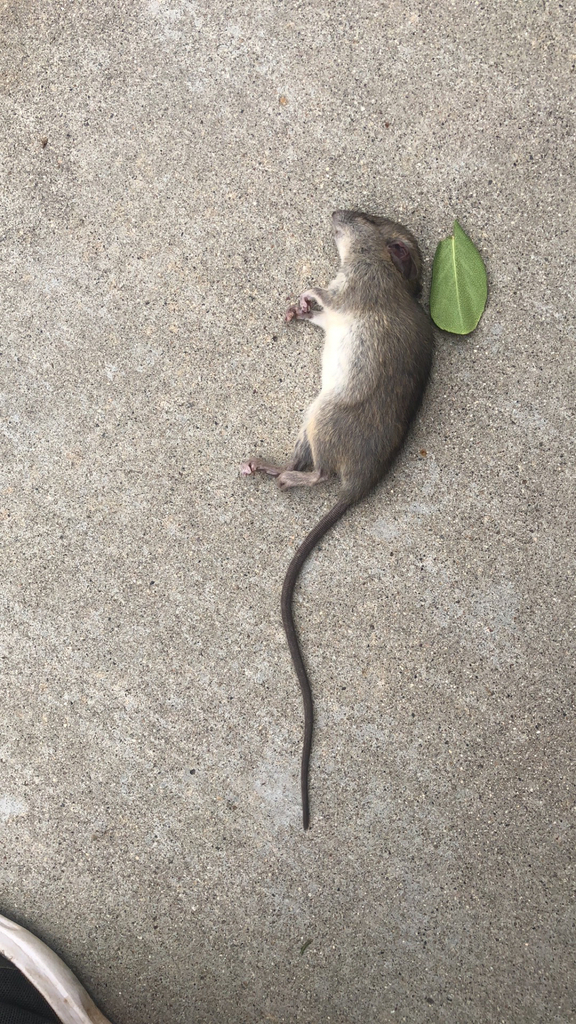 Black Rat from Carlsbad on August 12, 2023 at 11:34 AM by San Diego ...