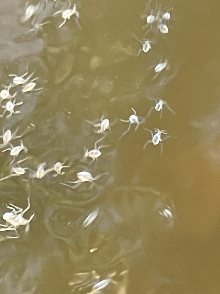 Rhagovelia plumbea from Everglades National Park, Ochopee, FL, US on ...