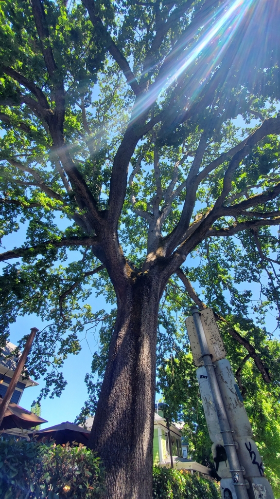 Oregon oak from NW 23rd & Overton, Portland, OR 97210, USA on August 3 ...