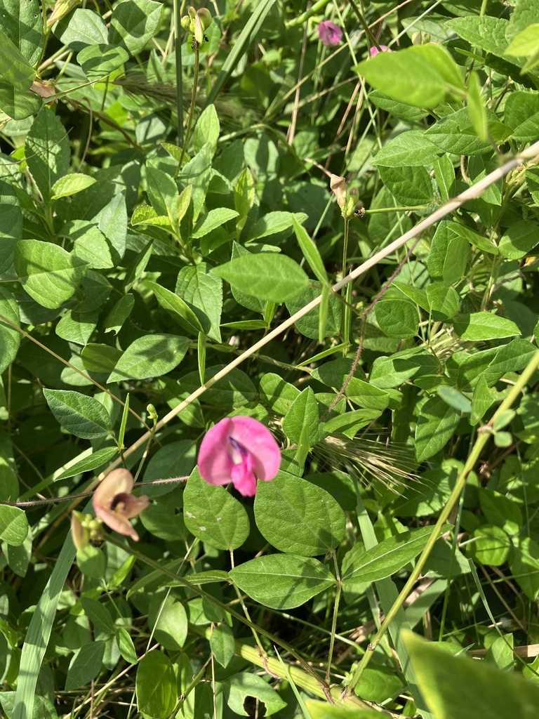 perennial wooly bean from Liverpool Ave, Egg Harbor City, NJ, US on ...