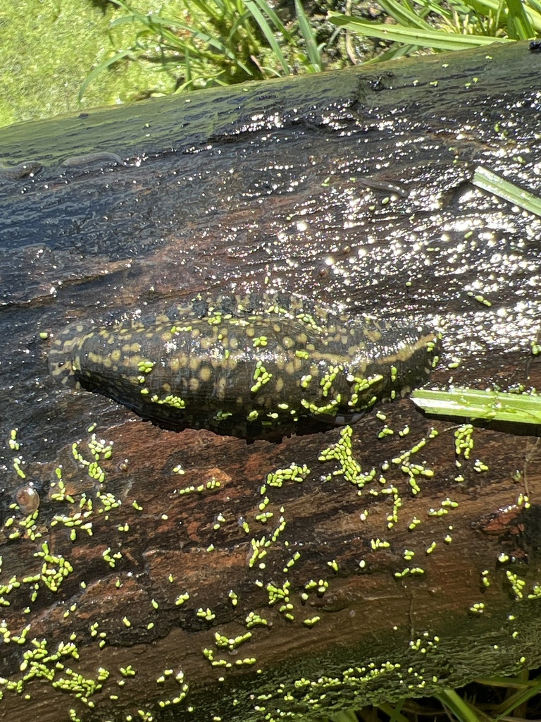 Smooth Turtle Leech from Snelling Lake, Saint Paul, MN, US on August 12 ...