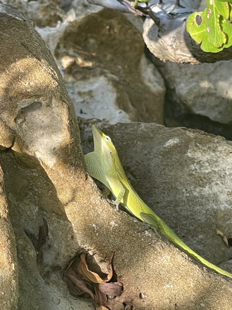 Green Anole from Everglades National Park, Ochopee, FL, US on August 12 ...