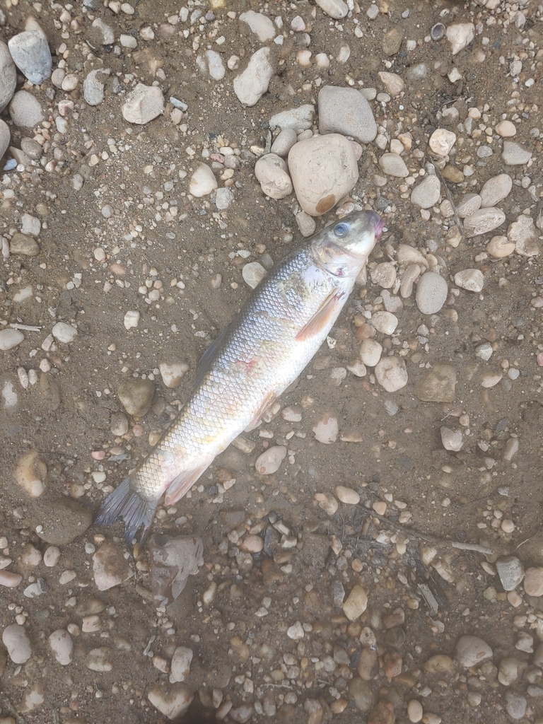 White Sucker from Prince George's County, MD, USA on August 12, 2023 at ...