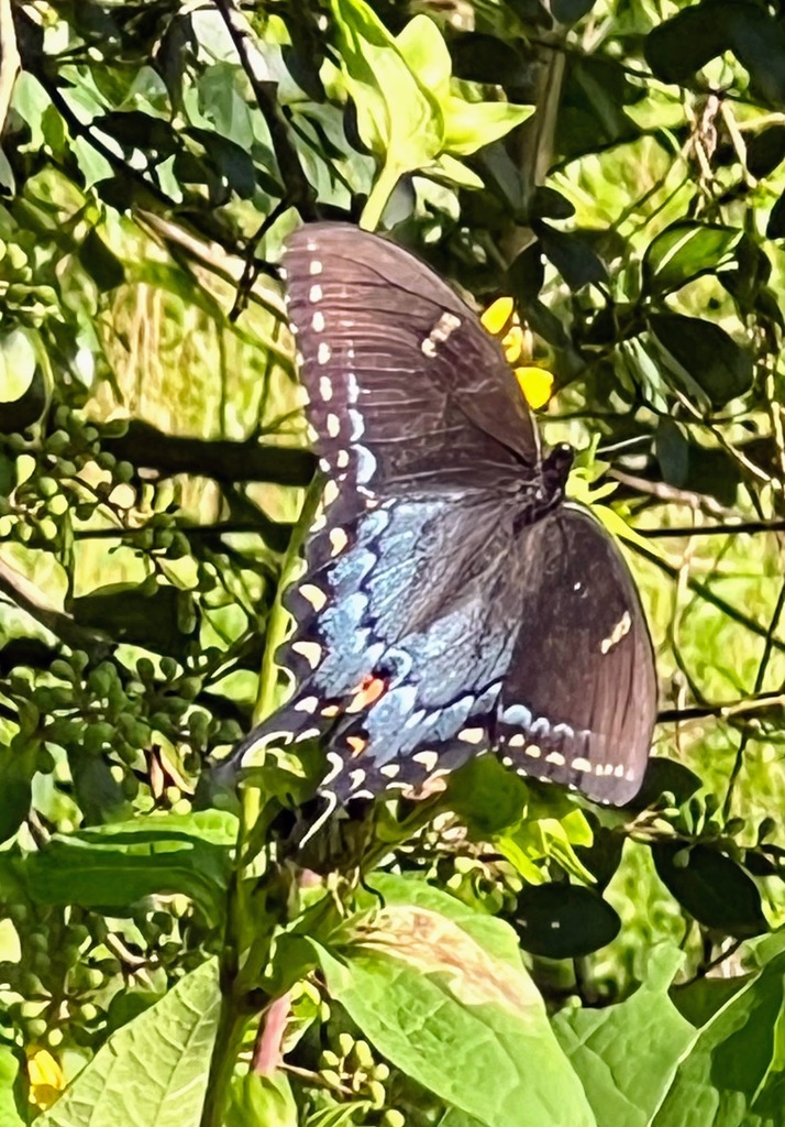 Eastern Tiger Swallowtail from Roane County, TN, USA on August 5, 2023 ...