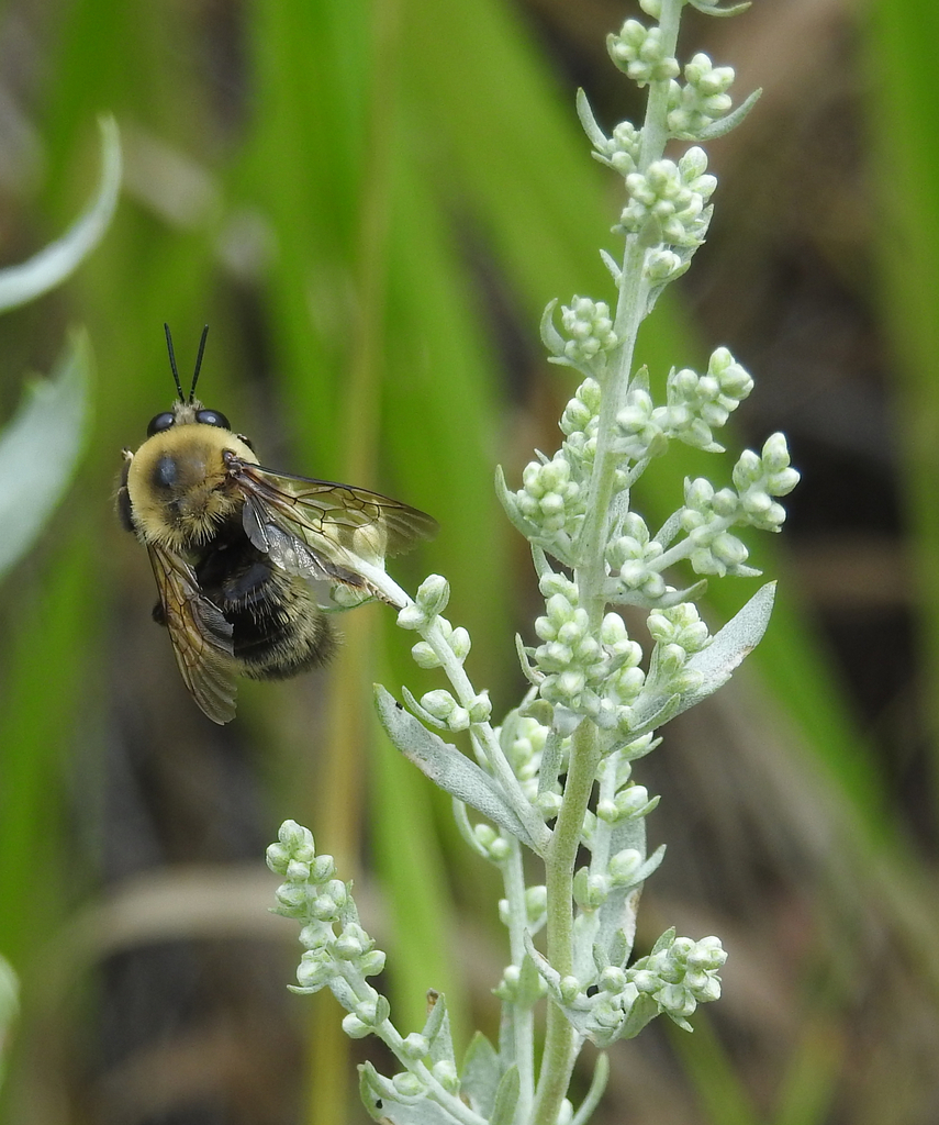 Nevada Bumble Bee from Bannock County, ID, USA on August 4, 2023 at 01: ...