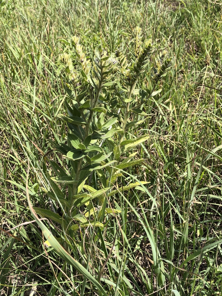 western false gromwell from Rogers, MN, US on August 12, 2023 at 02:08 ...