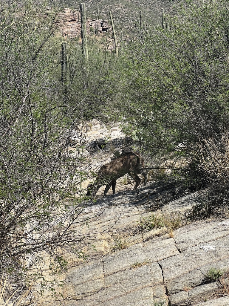 White-tailed Deer from Coronado National Forest, Tucson, AZ, US on ...