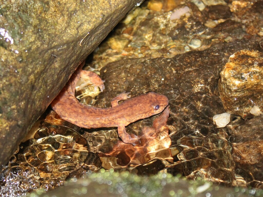 Northern Spring Salamander in August 2023 by Alex Karasoulos. In-situ ...