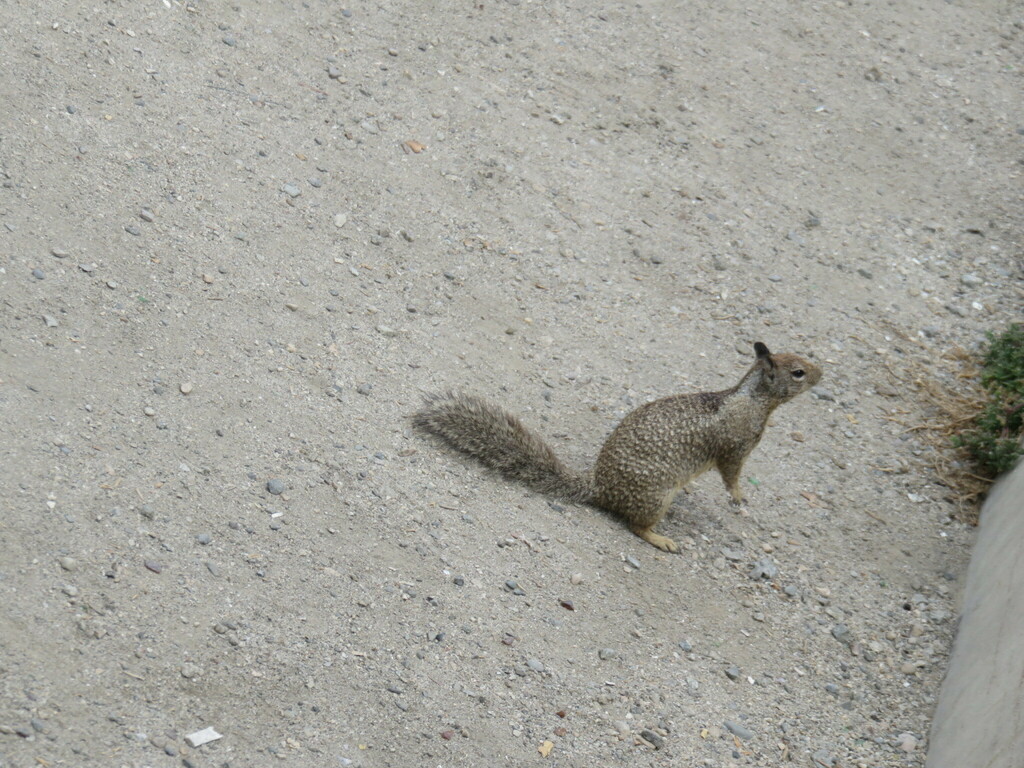 California Ground Squirrel from San Pedro, Los Angeles, CA, USA on ...