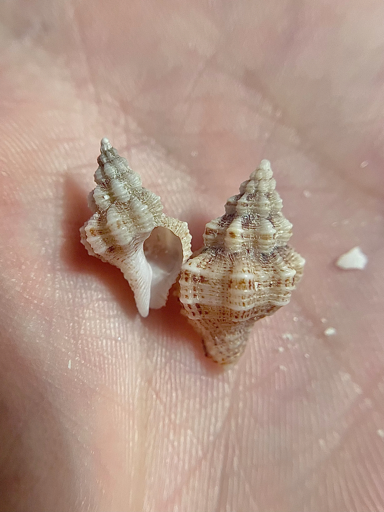 Ribbed Cantharus from Marco Island on May 14, 2023 at 01:12 PM by Jacob ...