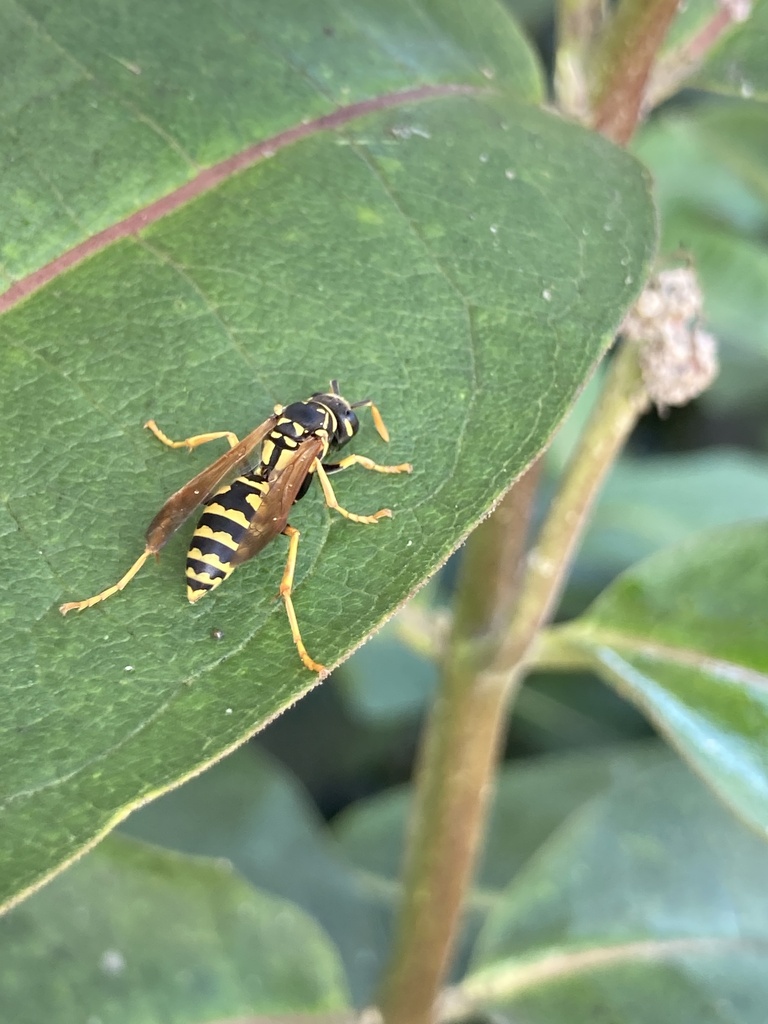 European Paper Wasp in August 2023 by bbfalcon · iNaturalist