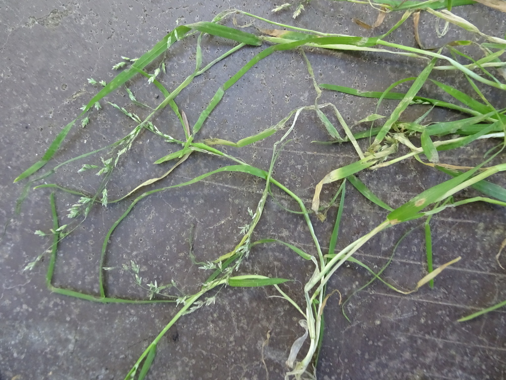 Early Meadow-grass from Jefferson County, WA, USA on June 5, 2023 at 06 ...