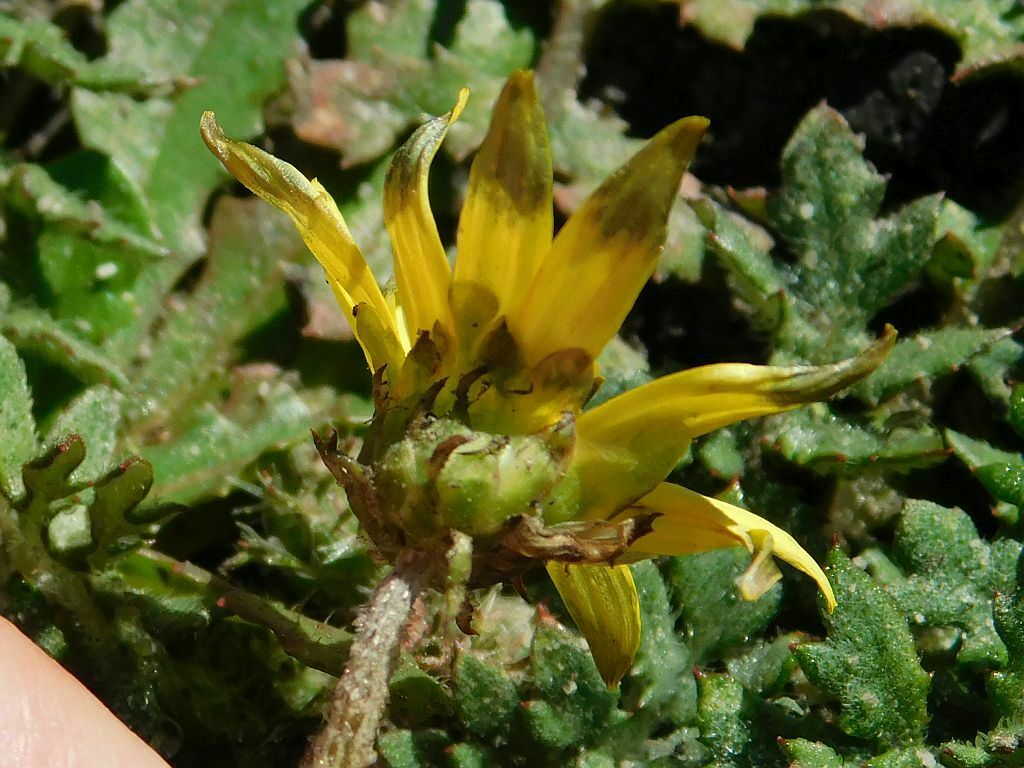 Capeweed from ZigZag Greyton, 7233, South Africa on August 10, 2023 at ...